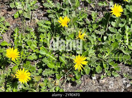 Prostrate Capeweed (Arctotheca prostrata Stock Photo - Alamy