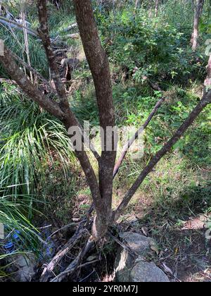 Cheese Tree (Glochidion ferdinandi Stock Photo - Alamy