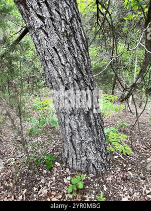 Arizona black walnut (Juglans major Stock Photo - Alamy