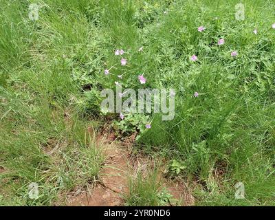 African Pink (Dianthus zeyheri Stock Photo - Alamy