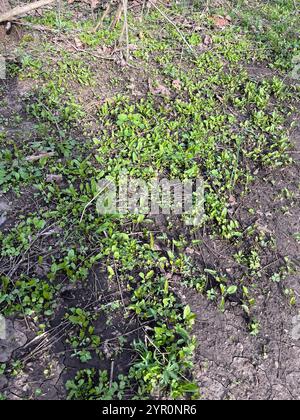 nodding rattlesnake root (Nabalus crepidineus), Plantae, Montgomery ...