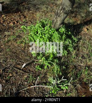 Camphor Spurflower (Coleus cylindraceus Stock Photo - Alamy