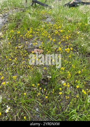 golden selenia (Selenia aurea Stock Photo - Alamy