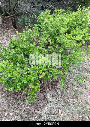White Shin Oak (Quercus sinuata breviloba Stock Photo - Alamy