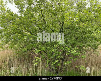 Rusty Willow (Salix atrocinerea Stock Photo - Alamy