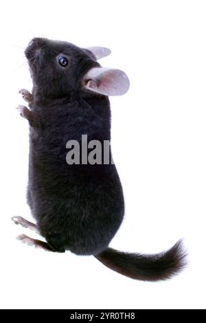 Black ebonite chinchilla on white background. Isolataed Stock Photo - Alamy