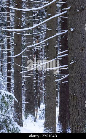 Spruce tree trunks, European spruce (Picea abies), in spring meadow ...