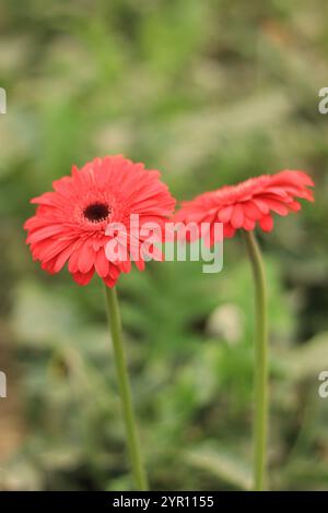 The Colourful Flower In Jashore Bangladesh Stock Photo - Alamy