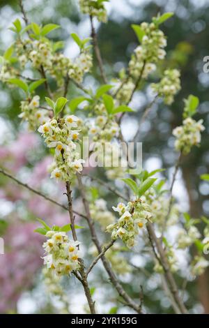 Carolina Silverbell, Snowdrop Tree or Little Silverbell - Halesia ...