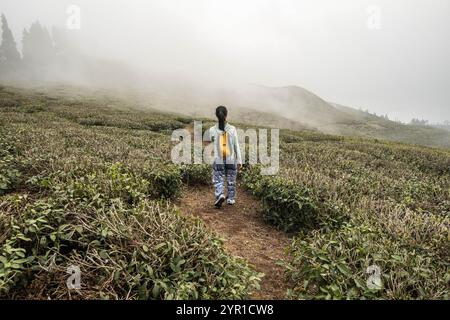 Trekking into the Tea plantation in Ilam, Nepal Stock Photo - Alamy
