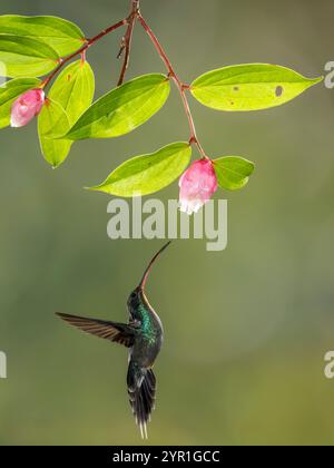 The green hermit (Phaethornis guy) in flight Stock Photo - Alamy