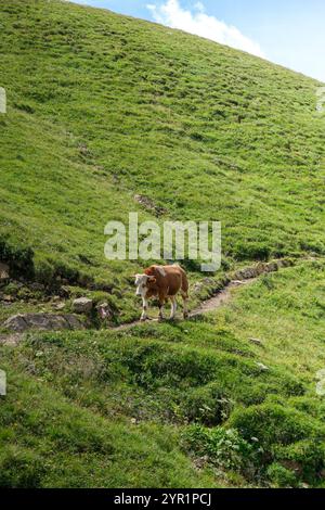 cow walking along a trail in open area Stock Photo - Alamy