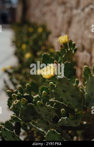 yellow blossom of a cactus in morocco Stock Photo - Alamy