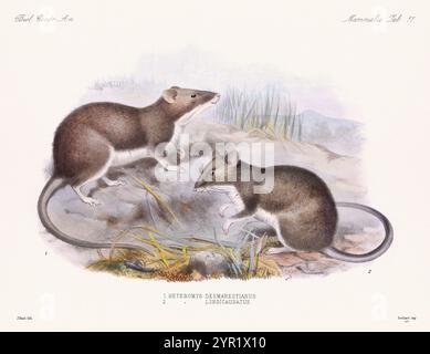 Rodent. Vintage zoological illustration from Biologia Centrali ...