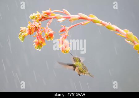 Volcano hummingbird (Selasphorus flammula) in Costa Rica Stock Photo ...