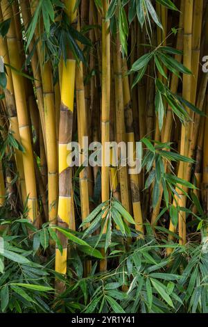 Bamboo trees, RainForest, Costa Rica Stock Photo - Alamy