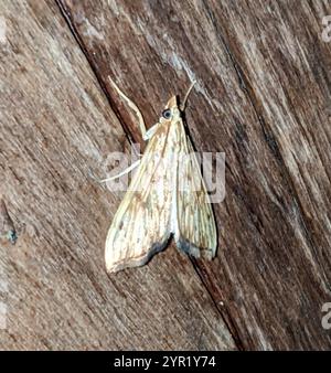 Garden Webworm Moth (Achyra rantalis Stock Photo - Alamy