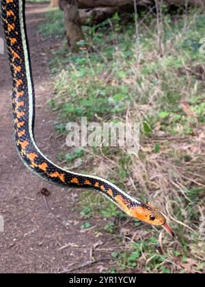 Red-spotted Garter Snake (Thamnophis sirtalis concinnus Stock Photo - Alamy