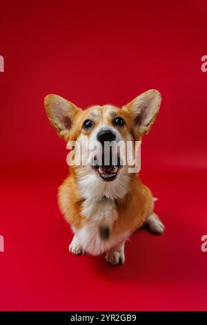Energetic corgi barking in vibrant red studio background, expressing ...