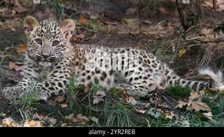 Persian leopard cub 3 months old Stock Photo - Alamy