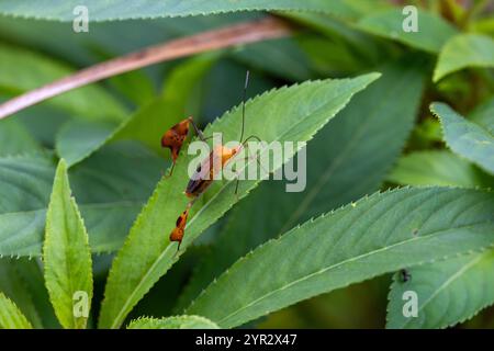 Leaf-footed Bug (Anisoscelis luridus) in a garden in Costa Rica ...