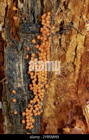 Trichia decipiens many fruiting bodies with orange stems and caps next ...
