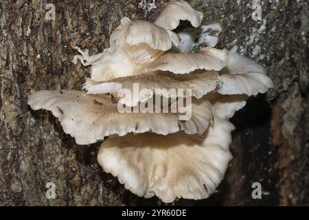 Lung fungus some white-brown fruiting bodies on tree trunk Stock Photo ...