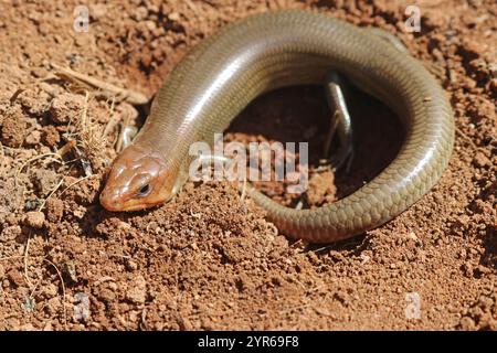 Western Red Tailed Skink, Gilbert Skink lizard in California, US Stock ...