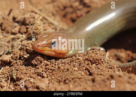 Gilbert's Skink Lizard, subspecies Western Red-tailed Skink, Plestiodon ...