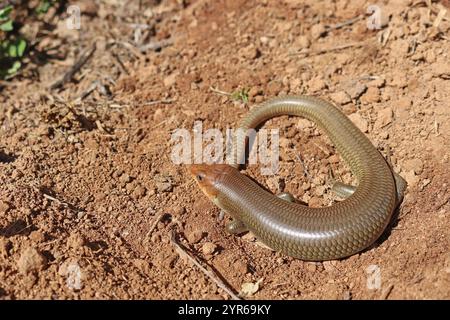 Gilbert's Skink Lizard, subspecies Western Red-tailed Skink, Plestiodon ...