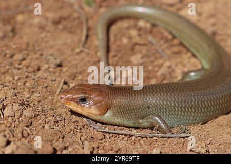 Gilbert's Skink Lizard, subspecies Western Red-tailed Skink, Plestiodon ...