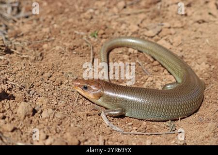 Male Western Red-tailed Skink, Gilbert's Skink, Plestiodon gilberti ...