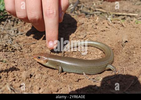 Gilbert's Skink Lizard, Plestiodon gilberti rubricaudatus, Touching ...