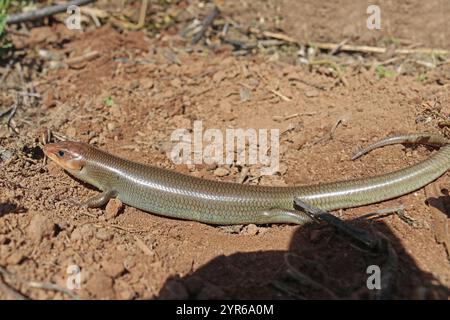 Shiny, smooth, lizard, Gilbert's Skink, Western Red-tailed Skink ...