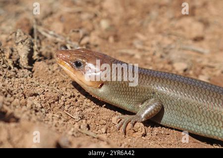 Shiny Gilbert's Skink Lizard, Plestiodon gilberti rubricaudatus Stock ...