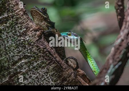 Veined Tree Frog (Trachycephalus typhonius Stock Photo - Alamy