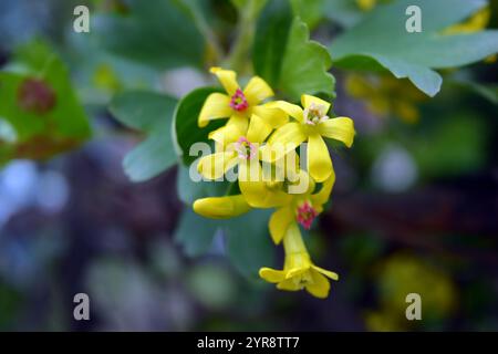 Beautiful landscaping, spring weather. Bright yellow flowering currant ...