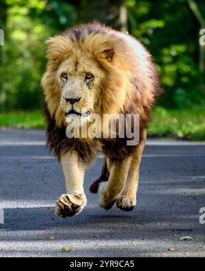 lion’s at longleat safari park photo by Rob Hadley Stock Photo - Alamy