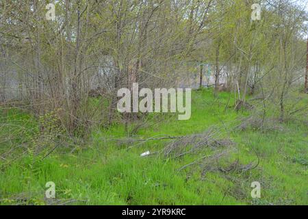 Dry grass with wild flowers, trodden paths, dusty roads, green bushes ...