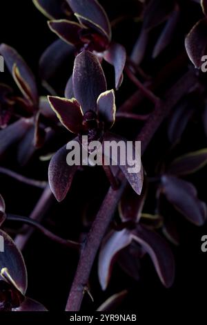 Cymbidium Little Black Sambo "Black Magic", a hybrid of Australian ...