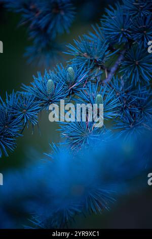 Beautiful pine tree branches with short spikes. Coniferous tree growing ...