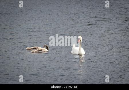Mother swan with her cubs swim in the lake Stock Photo Stock Photo - Alamy