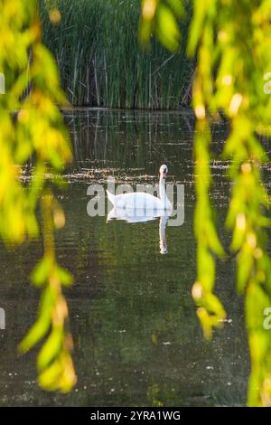 Mother swan with her cubs swim in the lake Stock Photo Stock Photo - Alamy