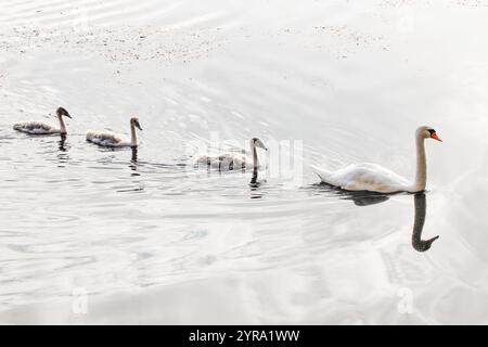 Mother swan with her cubs swim in the lake Stock Photo Stock Photo - Alamy