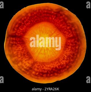 cross section of a banana illuminated by backlight structure Stock ...
