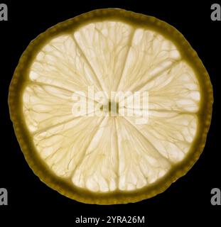 cross section of lemon backlit structure Stock Photo - Alamy