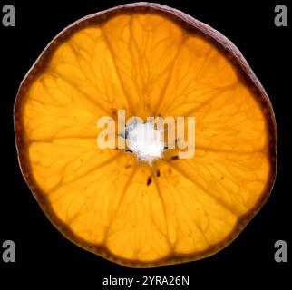 cross section of a tangerine illuminated by backlight structure Stock ...