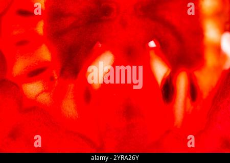 tomato cross section backlit with structure Stock Photo - Alamy
