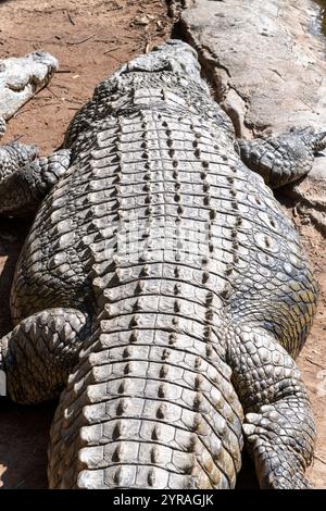 A close up of the scaly scutes on the protected back armor of a ...
