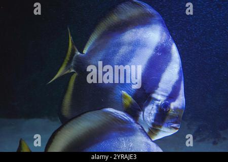 Colorful fish glide over pebbles in a calm underwater setting. A ...